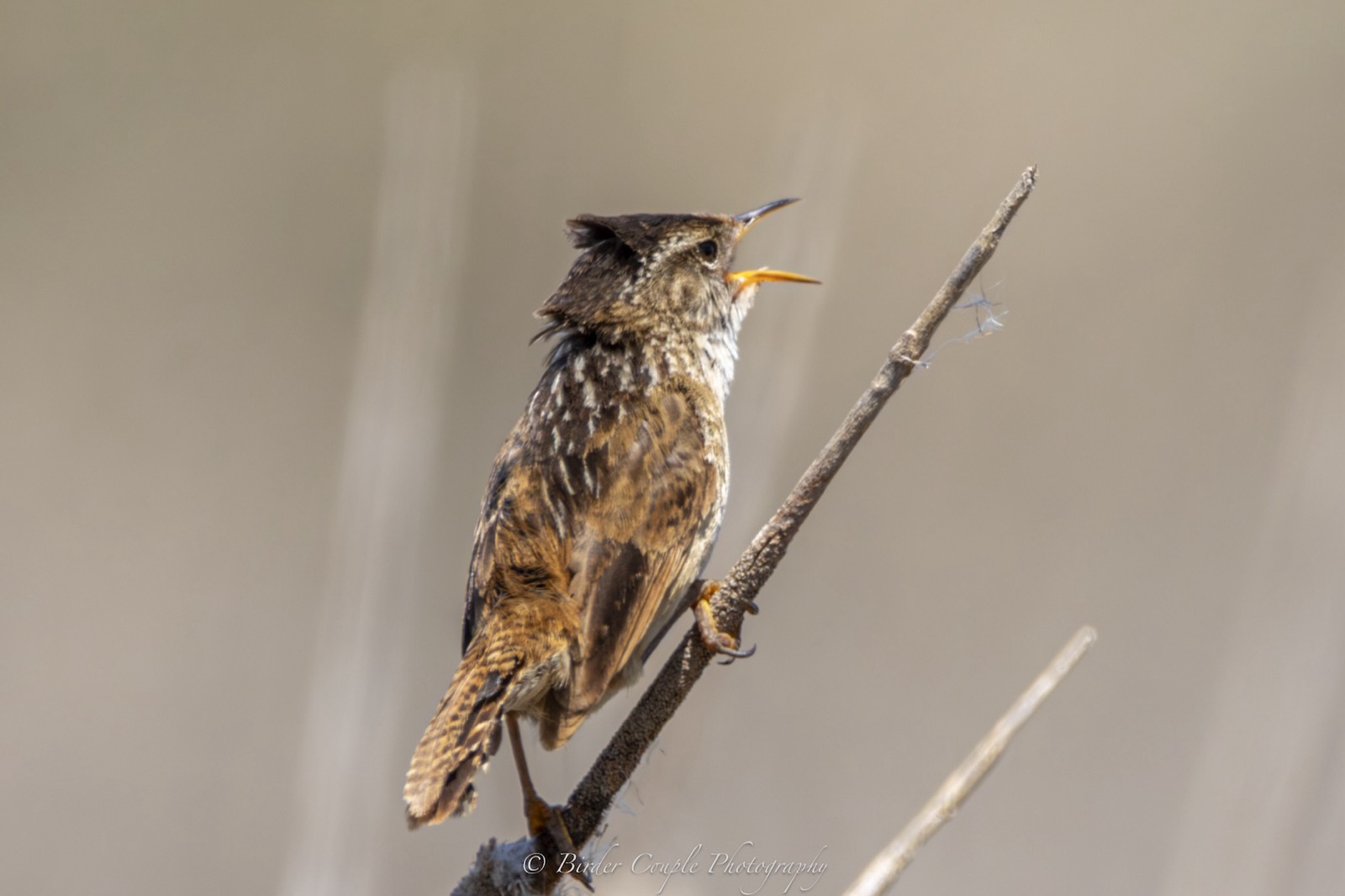 Bird Photography - Bird Behavior