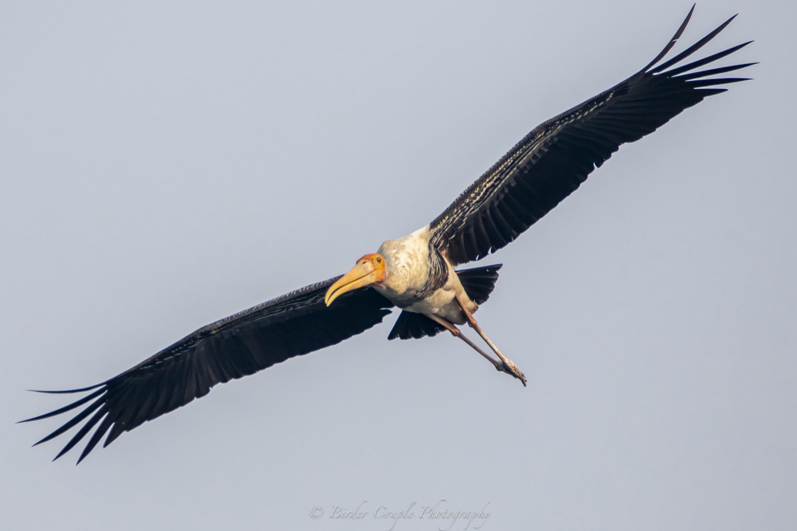 Bird Photography - In Flight